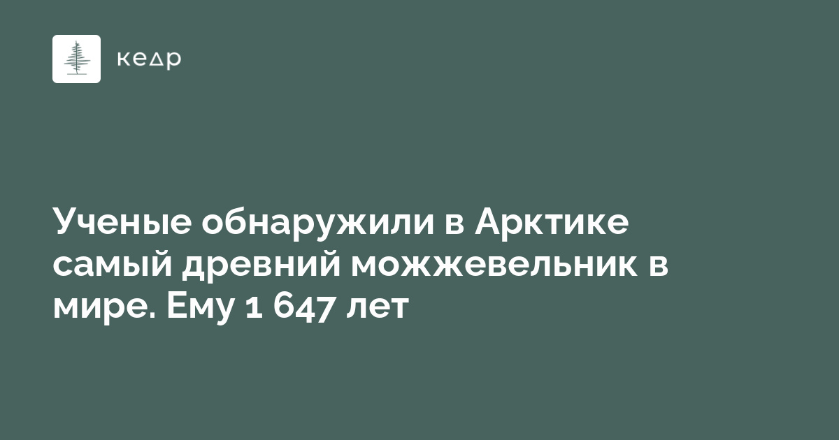 Ученые обнаружили в Арктике самый древний можжевельник в мире. Ему 1 ...